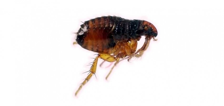 Pest Control for Fleas | Alert #1 Termite & Pest Control